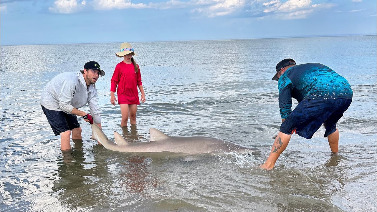 lucy's shark - YouTube