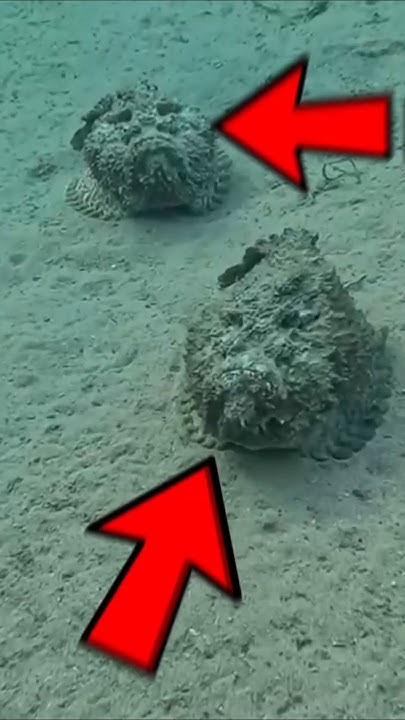 Most Dangerous Rock in the World 🪨⚠️ - YouTube