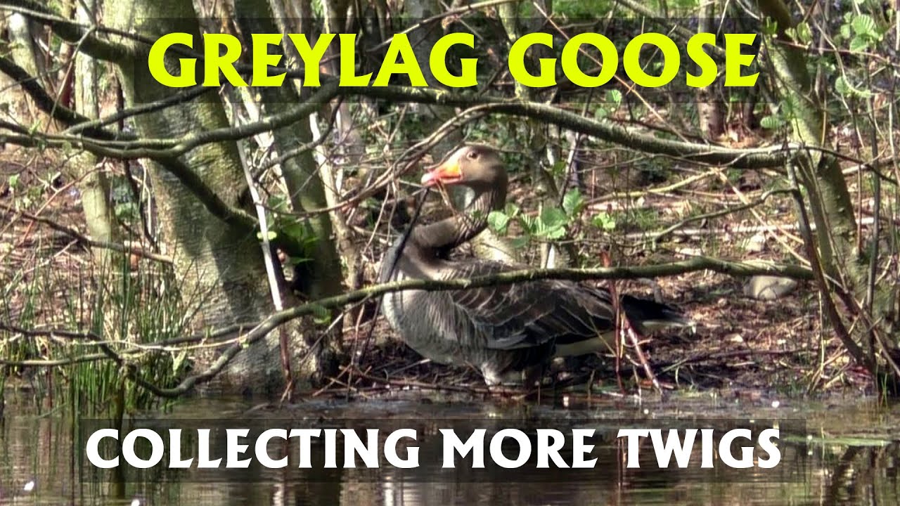 Greylag goose collecting more twigs for her nest. PART 11 - YouTube