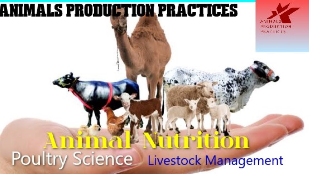 Intro to Animals Production Practices - YouTube