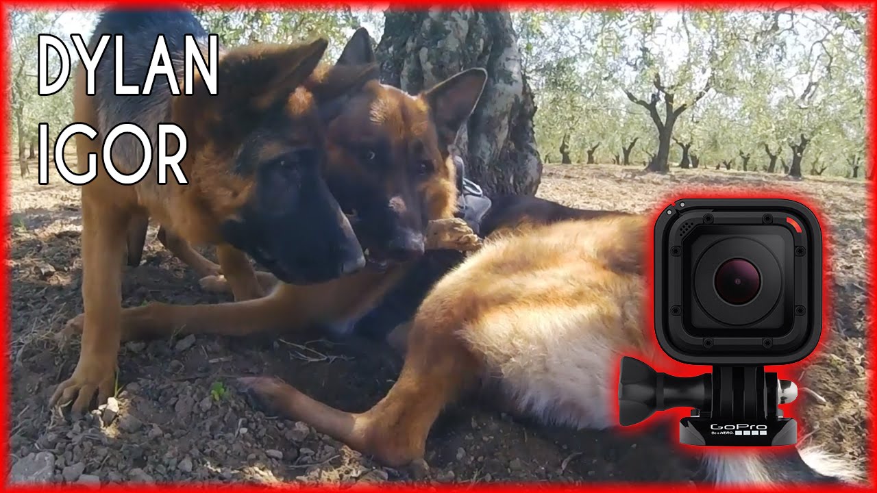 GoPro: German Sheperds Playing in the Countryside - YouTube