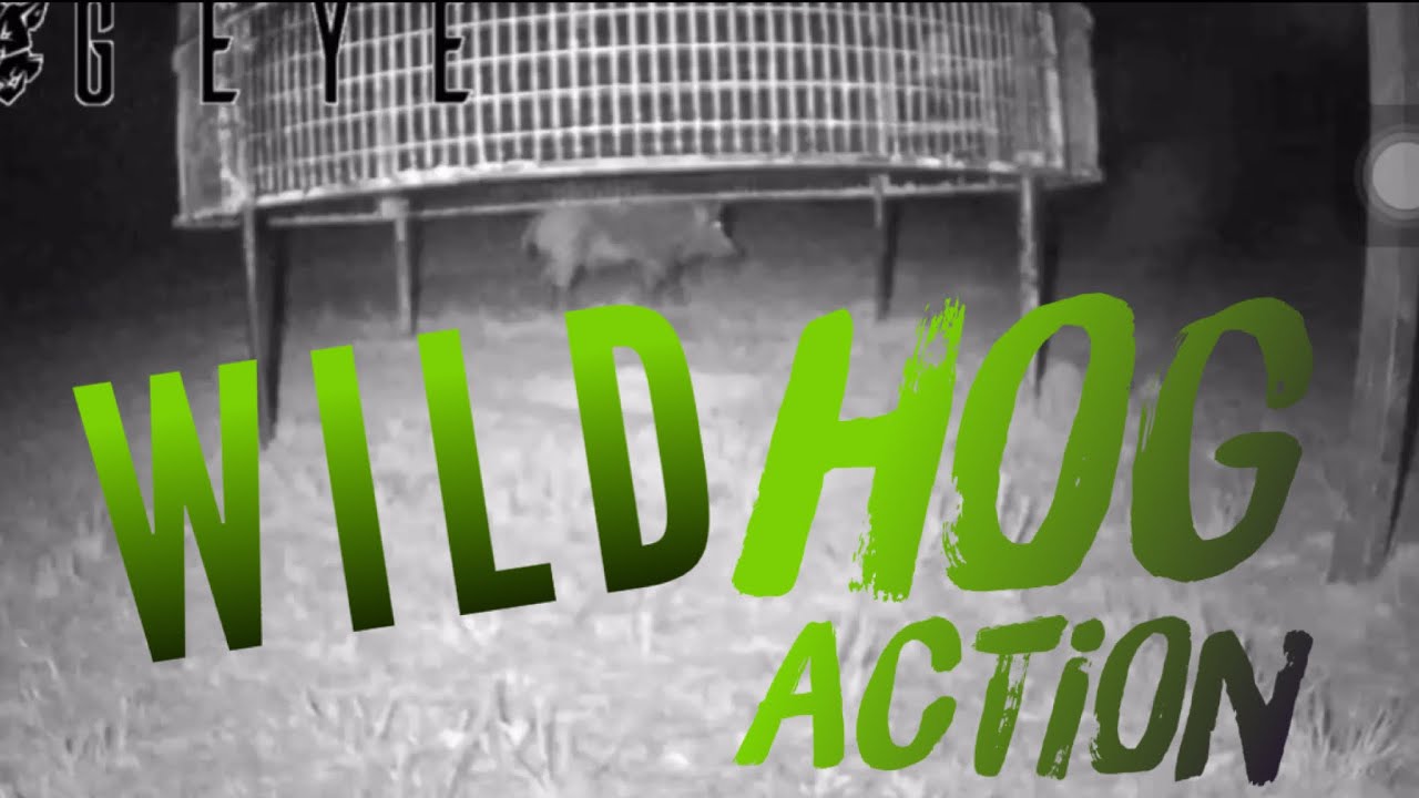 WILD HOG ACTION 🐗🐗🐗 at Hollis Farms - YouTube