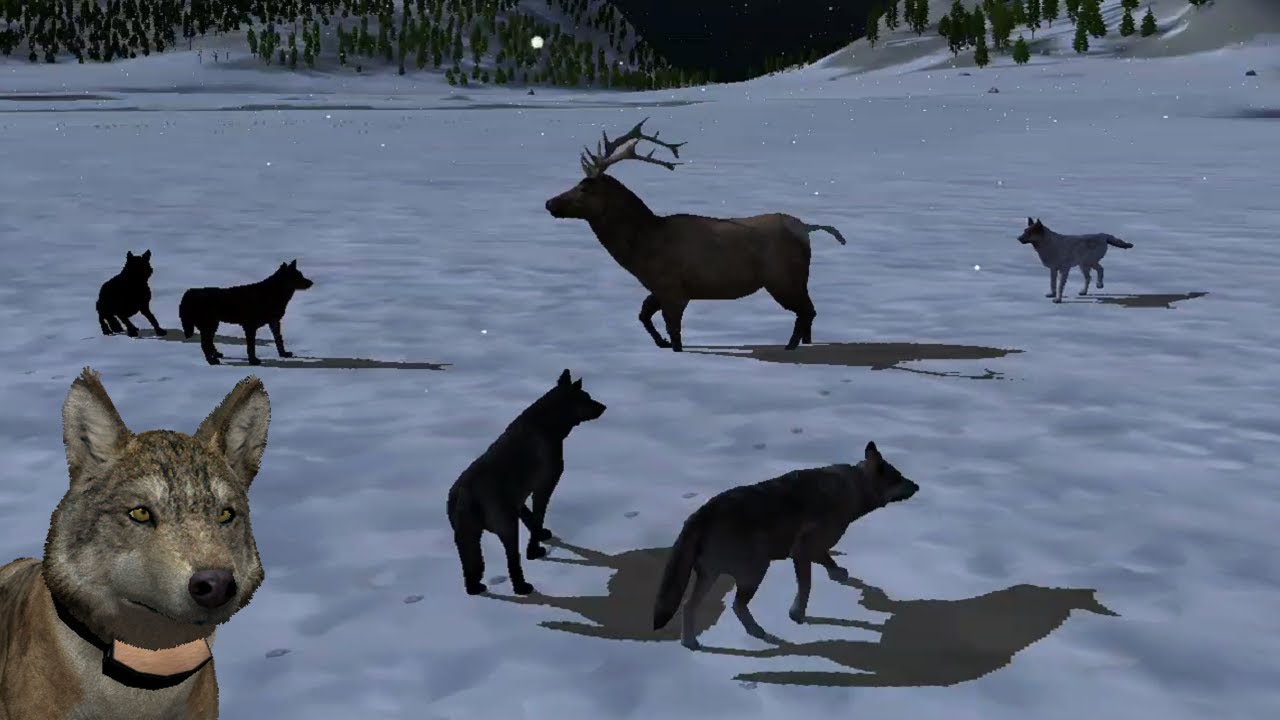 Wolf Quest Multiplayer - Night Hunting - Gameplay Episode 62 - YouTube