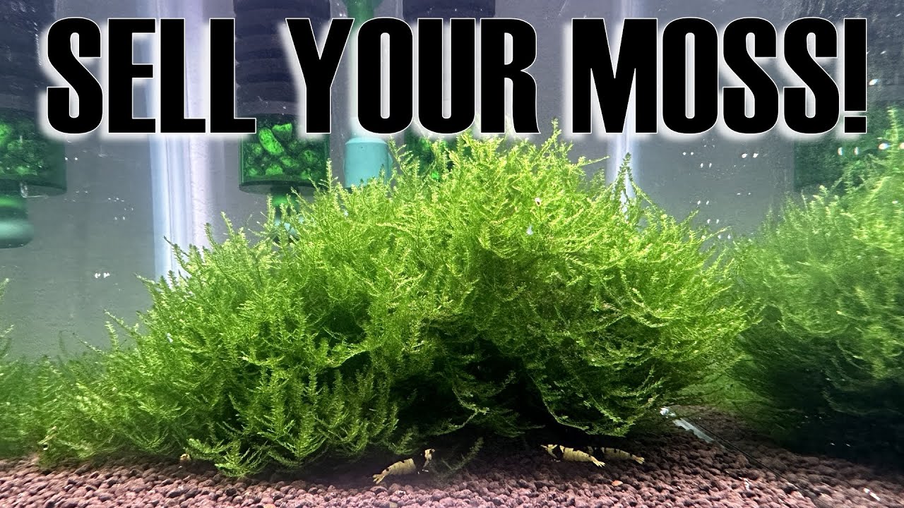 How I make extra money selling my Moss - YouTube