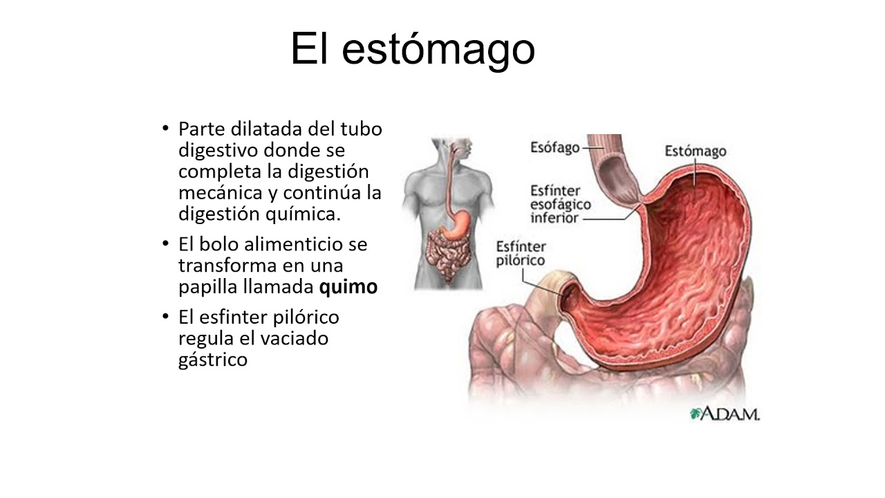 Esfinter Pilorico SOLUTION: SISTEMA DIGESTIVO Studypool