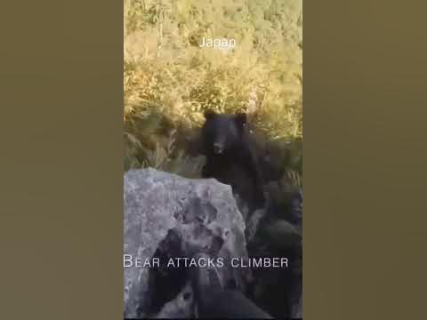 Bear attack mountain climber - YouTube