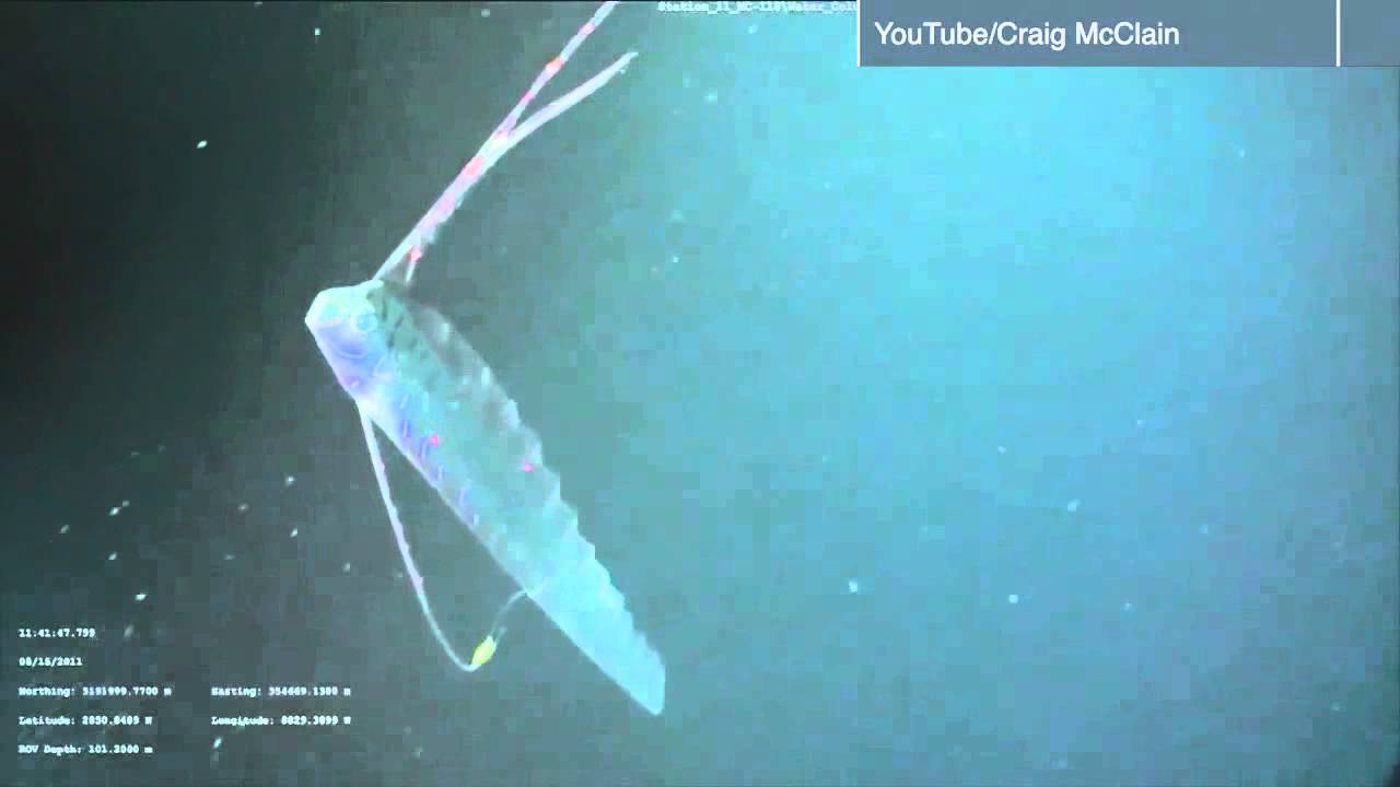 First-Ever Footage of Sea Creature - YouTube