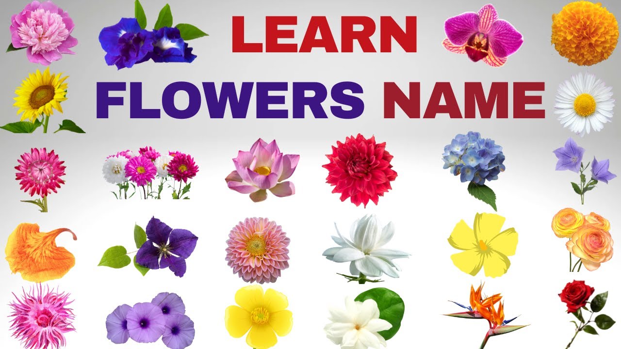 Flowers Vocabulary ll 20 Flowers Name In English With Pictures ll Names ...