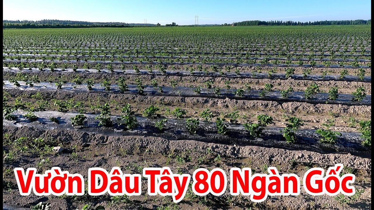 Vườn Dâu Tây 80 Ngàn Gốc | LeLanHue PL - YouTube