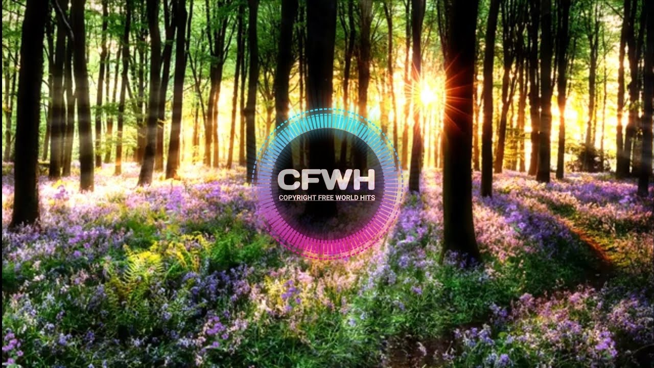 Forest Nature Video I No Copyright Video Copyright Free Video # ...