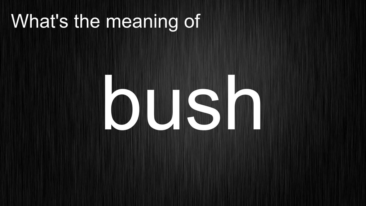 What s The Meaning Of bush How To Pronounce Bush YouTube what-s-the-meaning-of-bush-how-to-pronounce-bush-youtube