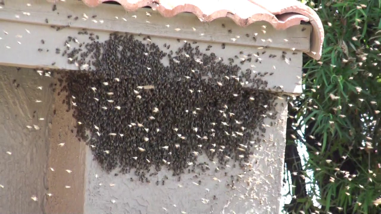 Bees Moving In - YouTube