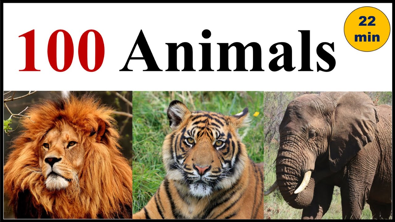 100 Animals Vocabulary || 100 Animals Name In English With Videos ...