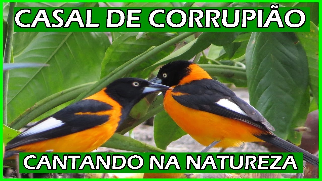 CORRUPIÃO MACHO E FÊMEA CANTANDO NA NATUREZA /LINDO CASAL DE CORRUPIÃO ...