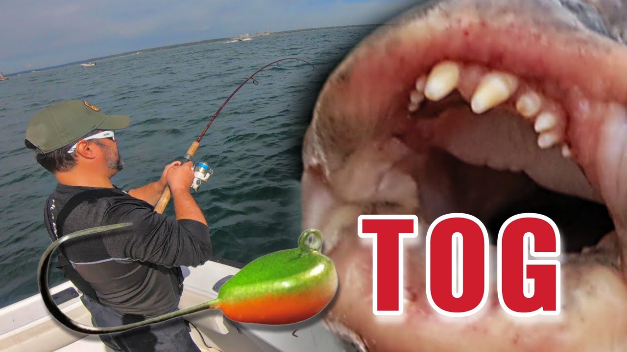 TOG Tautog Blackfish - Opening Day 2022 - YouTube