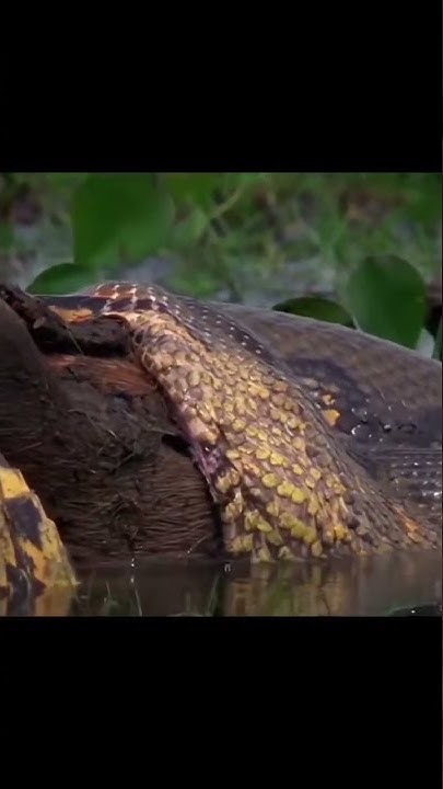 Python swallows something big - YouTube