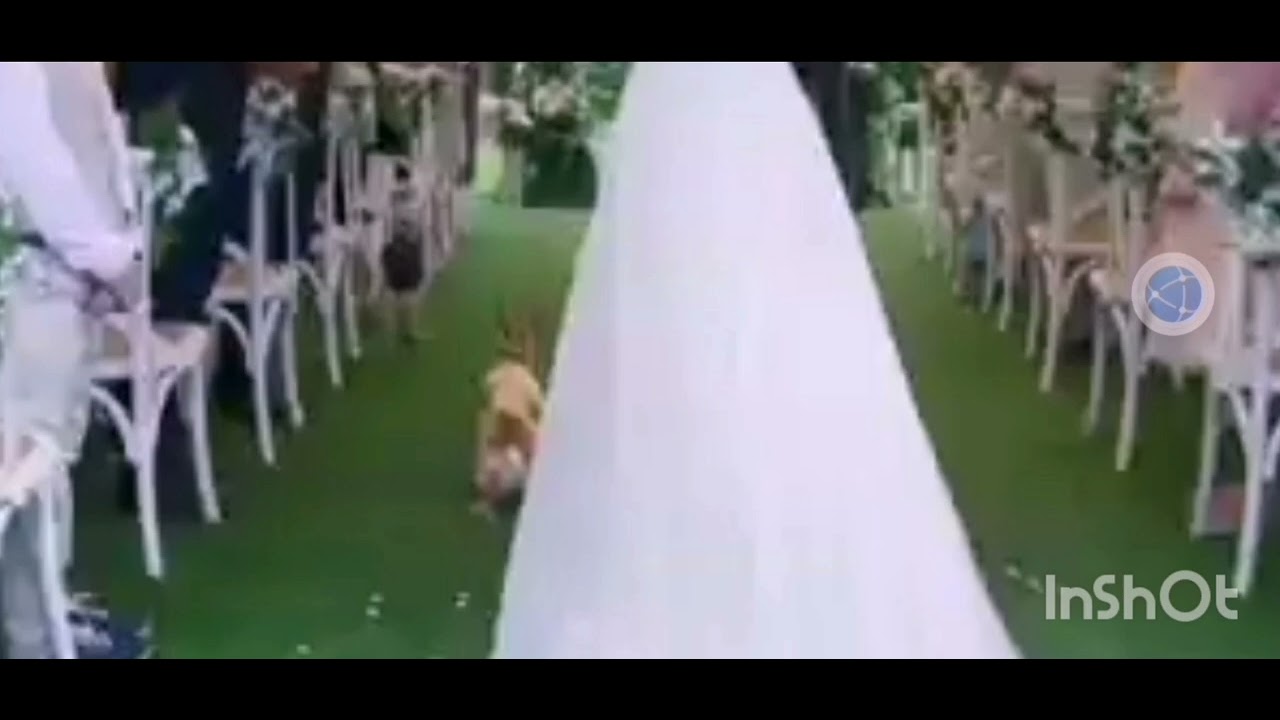 Peter Rabbit 2 Garden Wedding Dress - YouTube