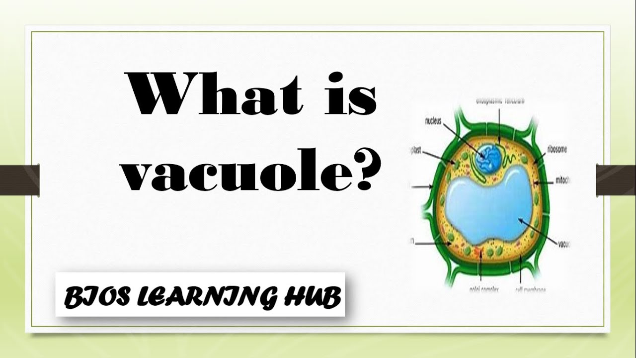 Vacuole Definition Plant Cell What Is A Vacuole And Its Function?