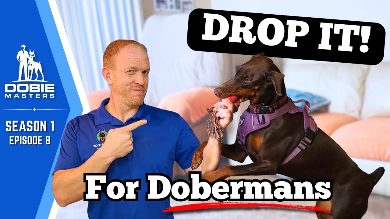 Training “Drop It” Using a Doberman's Instincts | Dobie Masters (S1E8 ...