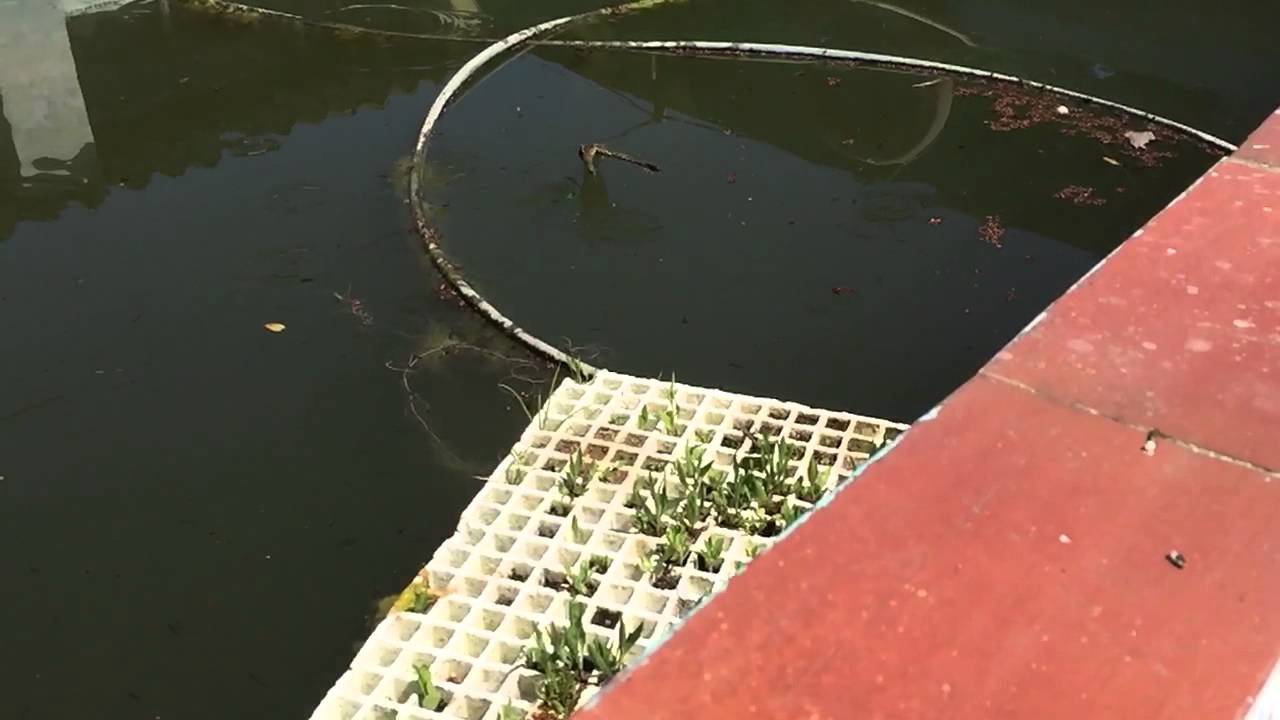 Frog jump slow-mo - YouTube