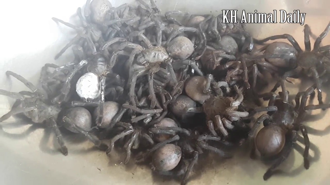 Amazing food spiders at cambodia, Cambodia Traditional spiders , Animal ...