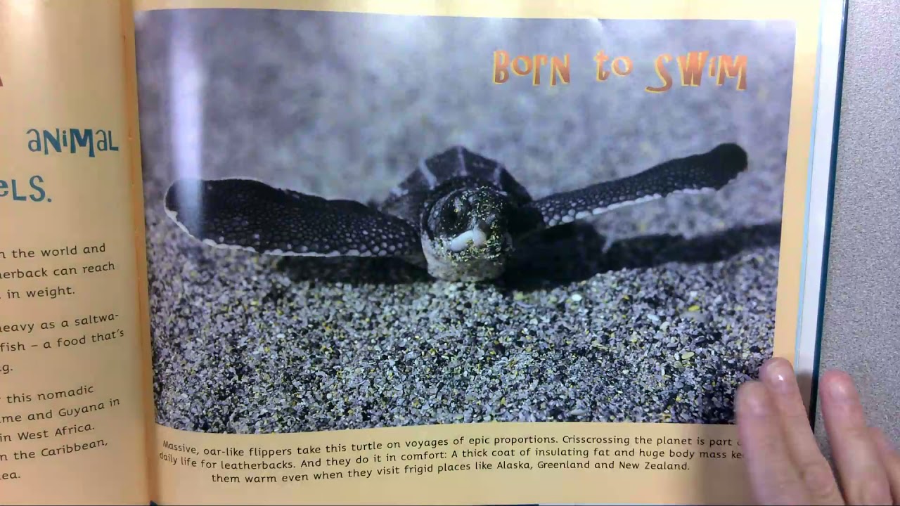 Let's Explore Sea Turtles by Michael Patrick O'Neill - YouTube