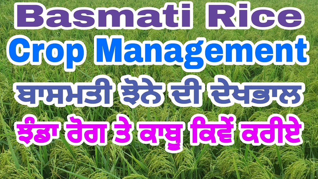 Basmati Rice Management (Part-1) - YouTube