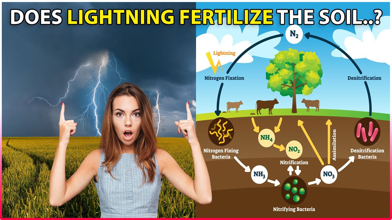 Nitrogen Fixation By Lightning