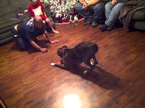 spaz dog afraid of the lighter - YouTube