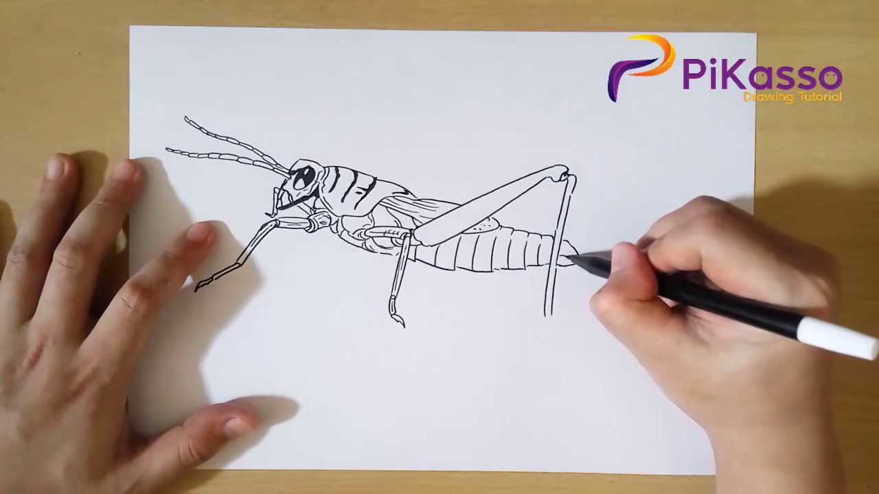 How to Draw Grasshopper step by step - YouTube