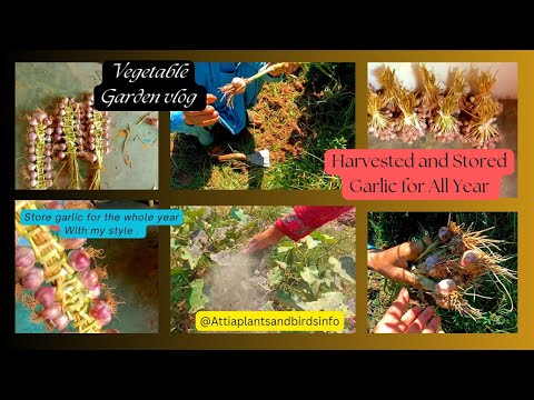 When to harvest garlic.How to store garlic for long time.Overview of ...