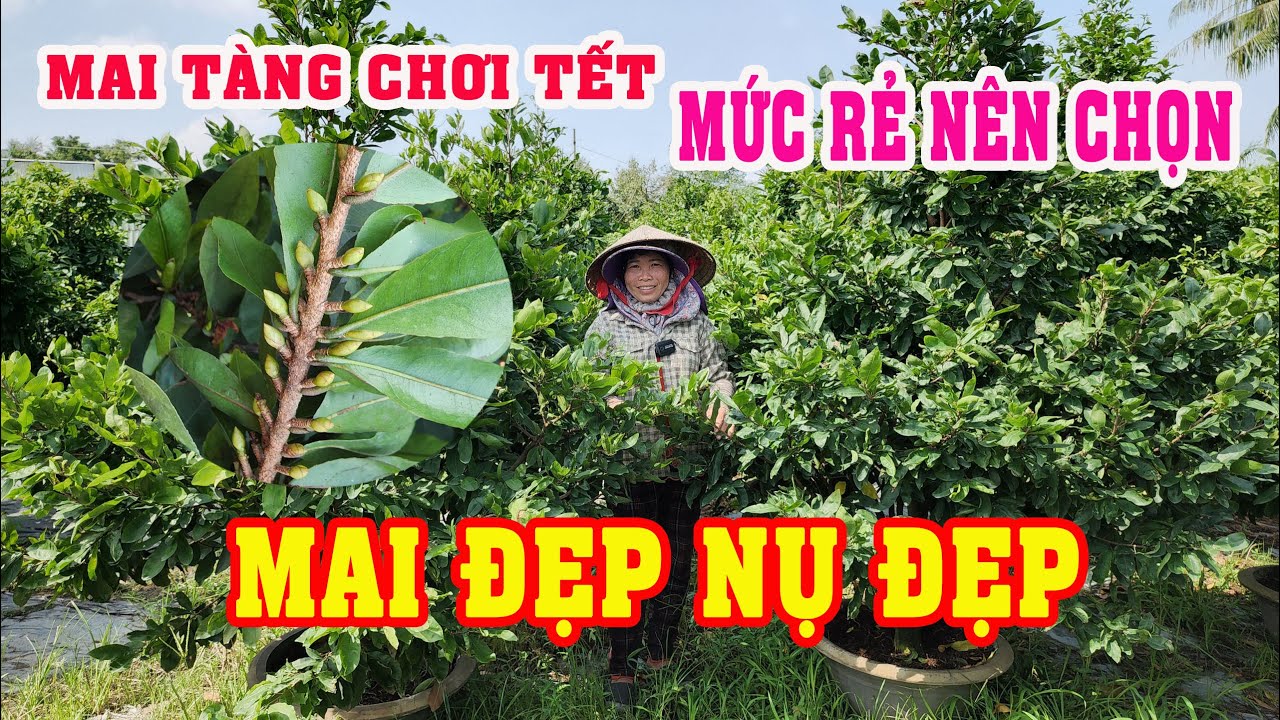 📞 XUYÊN 0347535763 GL MAI TÀNG CHƠI TẾT CÂY ĐẸP NỤ ĐẸP MỨC RẺ BAO SHIP ...