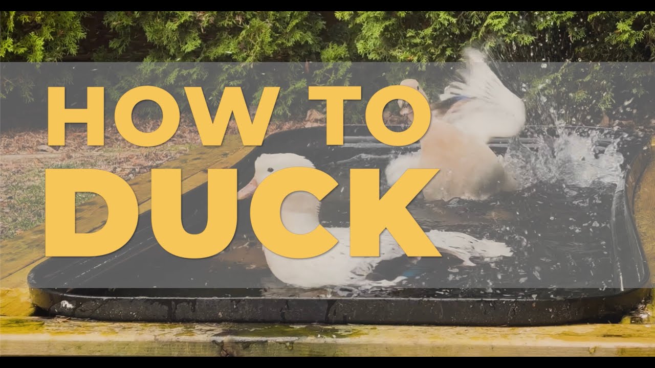 How to Duck | Duckswimming - YouTube