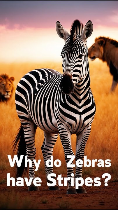 ZEBRA FACTS - Why do ZEBRAS Have STRIPES? #shorts #animals #funfacts ...