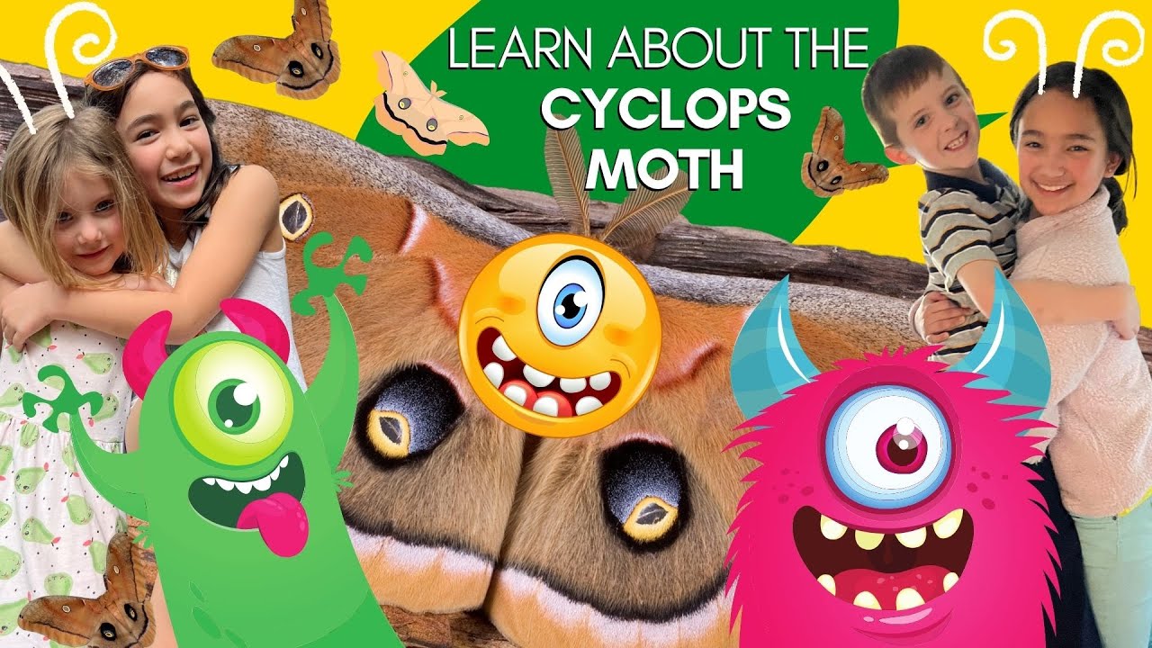 Learn about the CYCLOPS MOTH | Educational Videos for Kids | Polyphemus ...