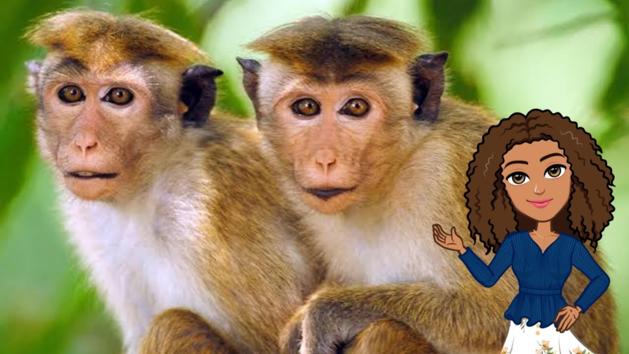 നീട്ടിവയ്ക്കൽ | PROCRASTINATION | ജാലകം | Episode 76 | Anu Chacko Vlogs - YouTube