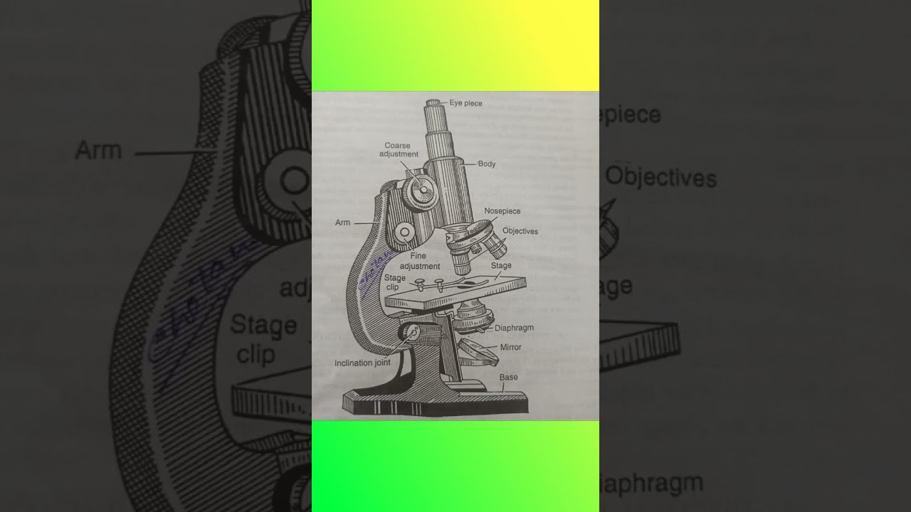 Master All Microscope Parts: The Ultimate Unlabeled ID Guide ...