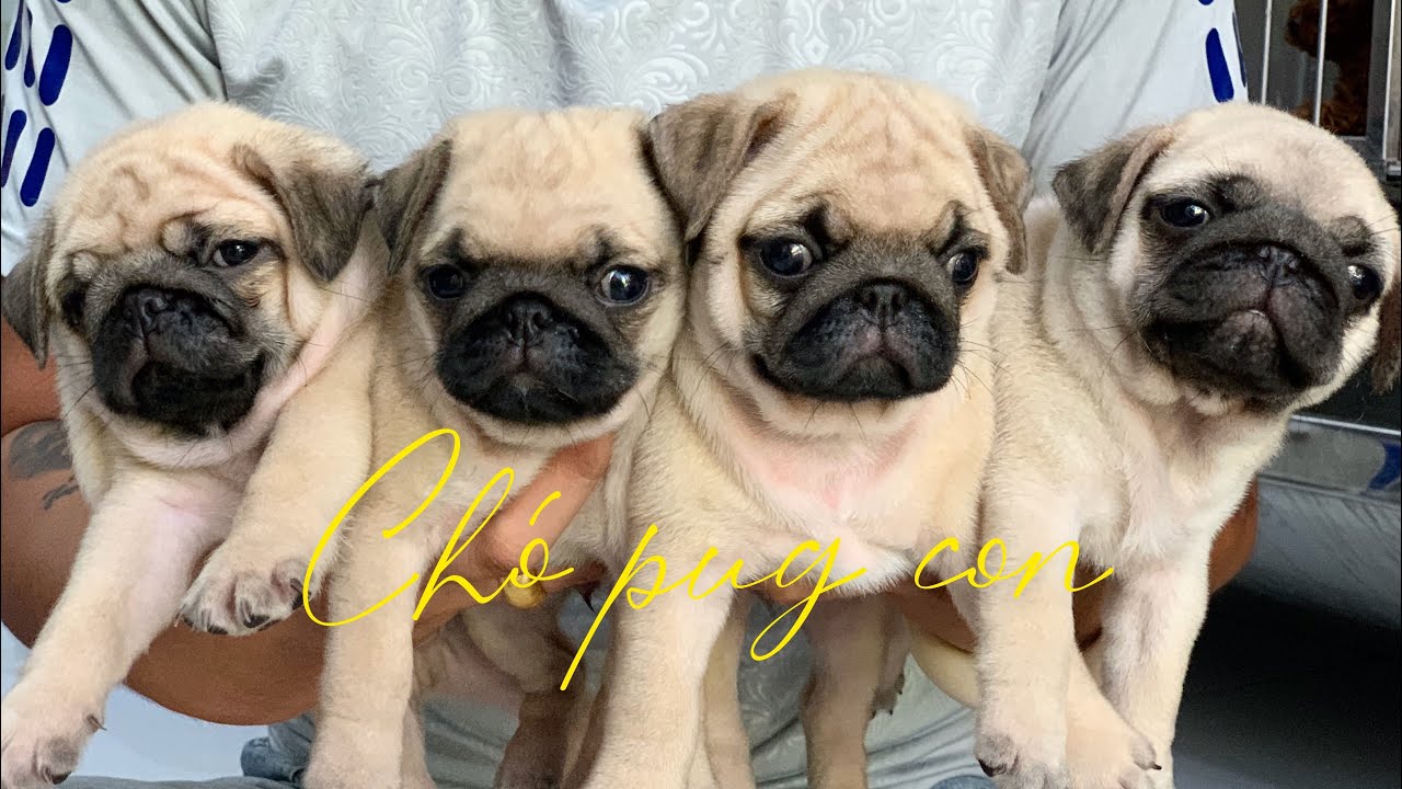 Chó pug mặt xệ đẹp | Trại Chó Bình Cao | liên hệ 0939.2222.11 ( Đã có ...