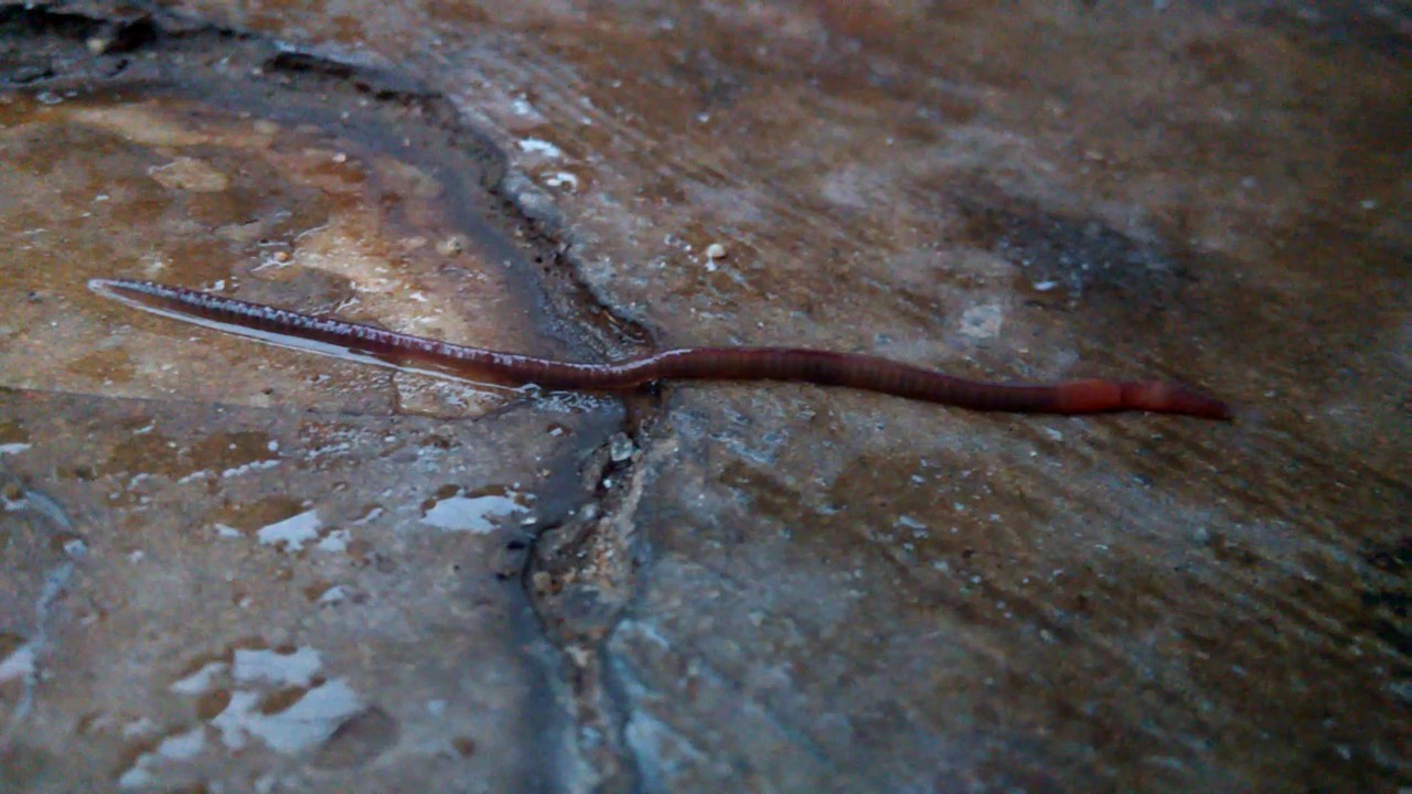 Rescue earthworms in rainy day PART 4 - YouTube