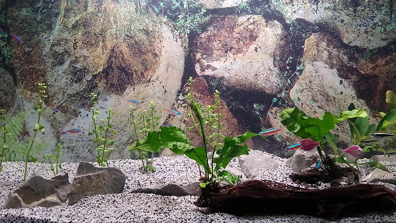 Acvariu 2020 - YouTube