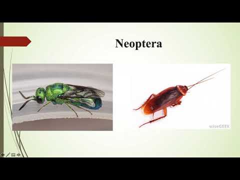 Evolution of Insects with reference to Fossil Insects - YouTube
