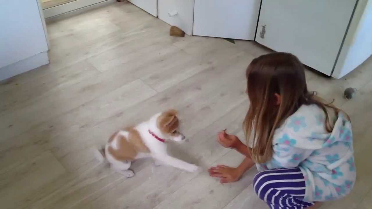 Lulu the Shiba Inu ~ roll-over trick! - YouTube