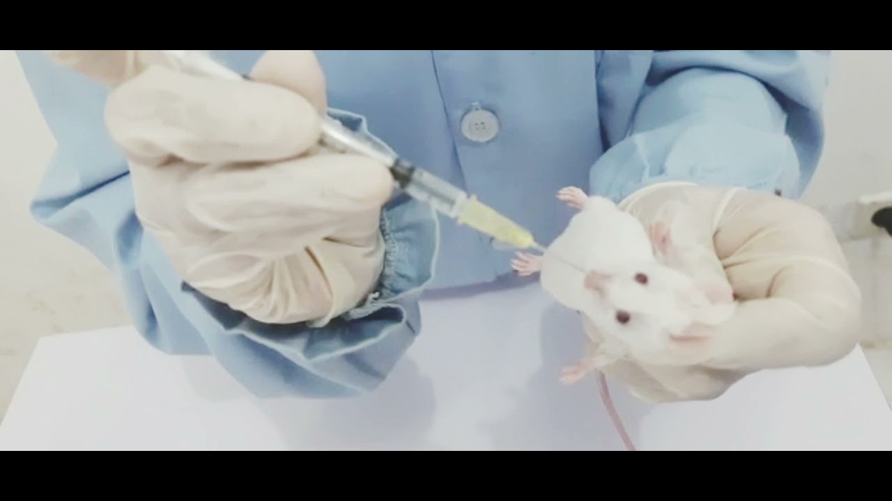 PRAKTIKUM FARMAKOLOGI P2 PEMBERIAN OBAT PADA MENCIT - YouTube