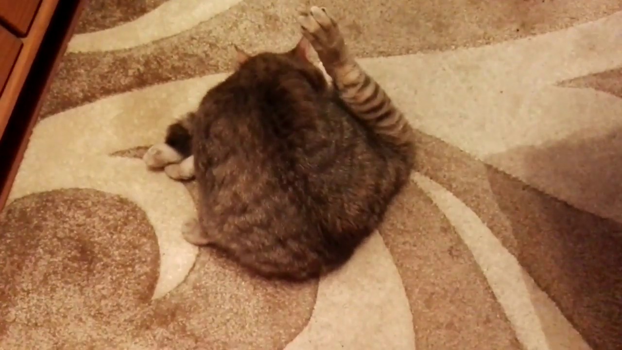 Fat Cat rolling - YouTube
