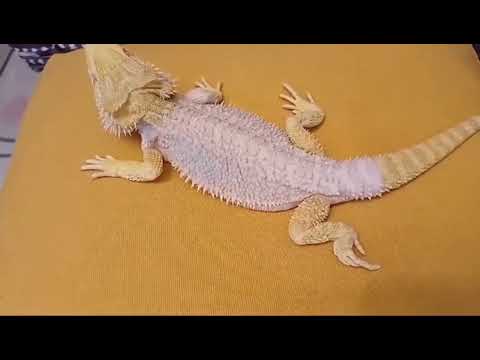 PINEAPPLE WATCHING TV while LYCHEE IS SWIMMING :LIZARD #petlover # ...