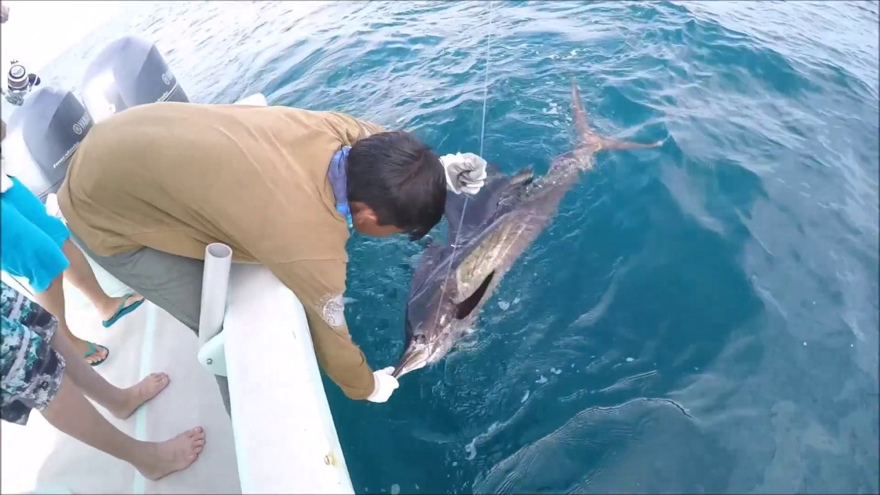 Sailfish action in Rompin, Malaysia - YouTube