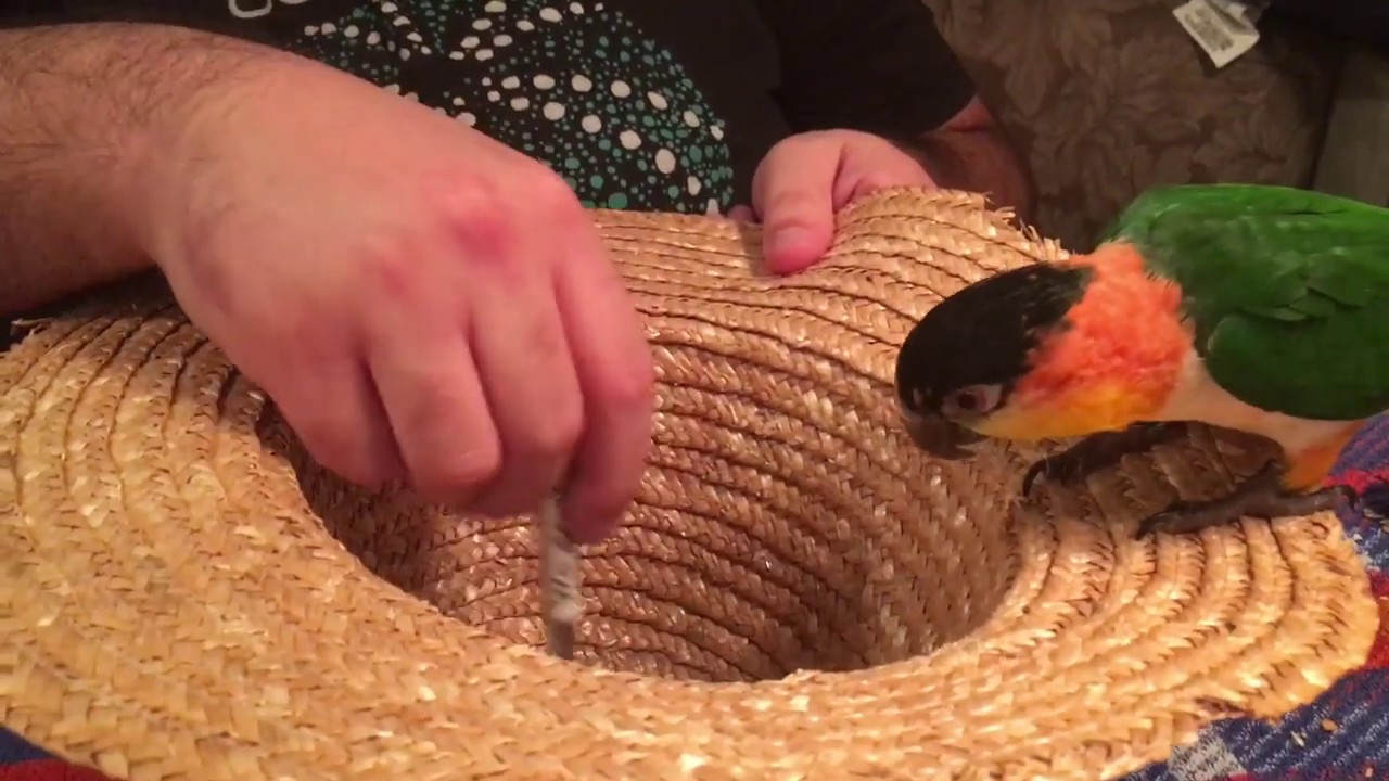 Caique Playing With A Hat And Some Fabric - YouTube