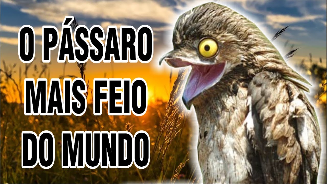 O pássaro mais feio do Mundo Urutau Cantando - YouTube
