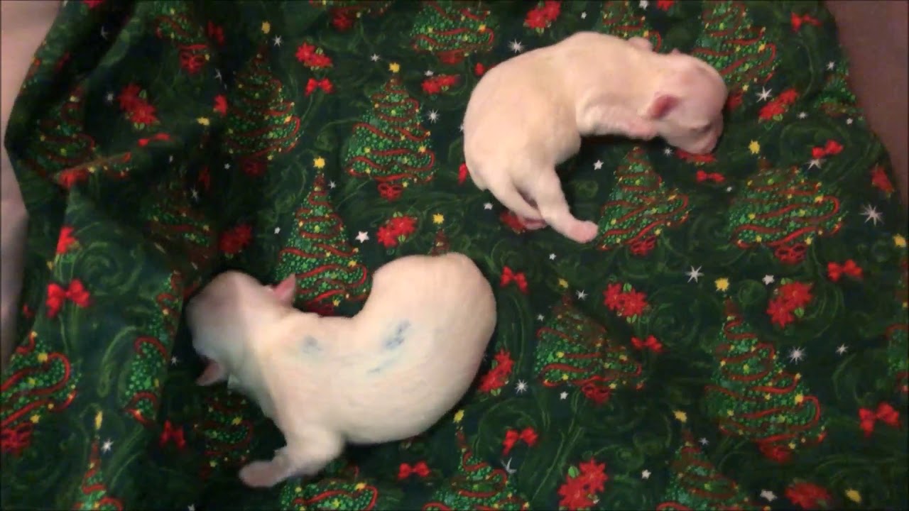 CH George & Bell Puppies - 11/24/18 - YouTube