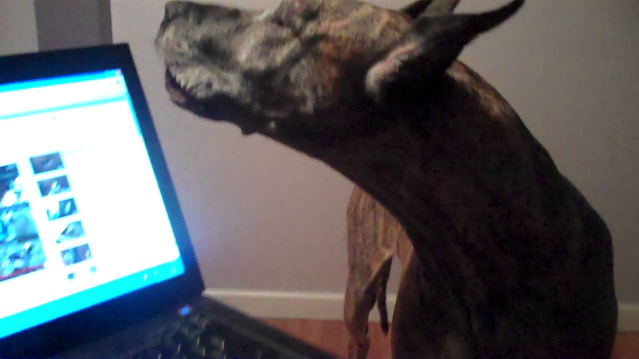 A perfect great dane howl - YouTube
